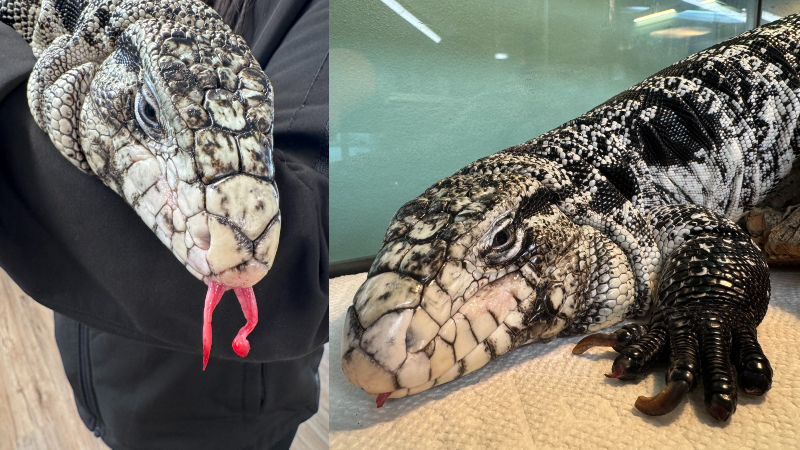 Exotic lizard found buried under snow in Providence | Events In ...